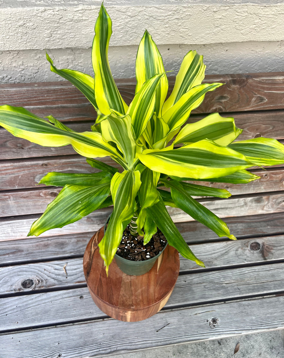 Dracaena 'Sol'- ONLY AVAILABLE AT MUDSLIDE COFFEE – Scott’s Exotic Plants