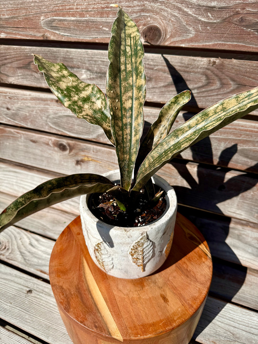 Sansevieria Kirkii Coppertone in gold leaf pot- ONLY AVAILABLE at ORAN ...
