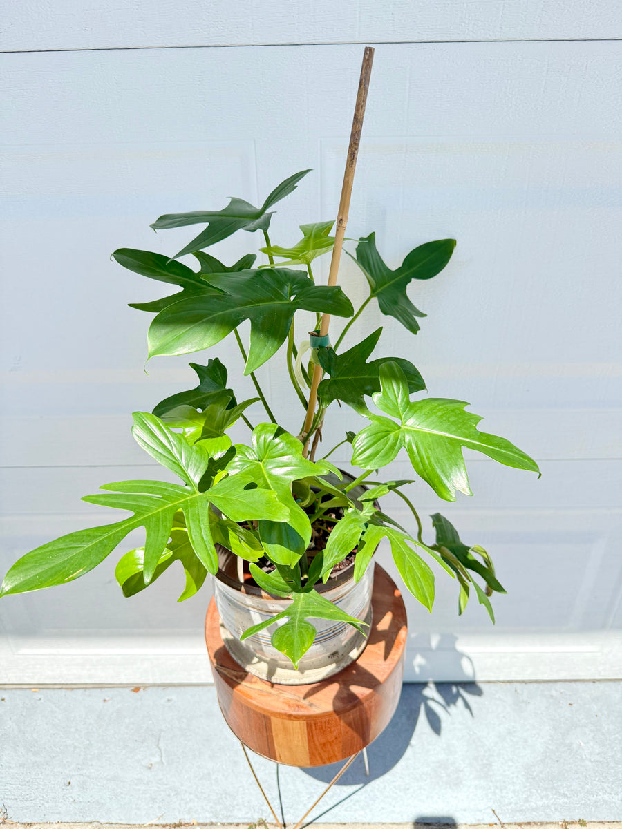 Philodendron Pedatum in Decorative Pot- ONLY AVAILABLE AT ART HOUSE ...
