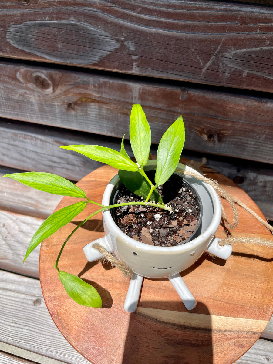 Hoya Polyneura aka Fishtail Hoya in hanging pot- ONLY AVAILABLE AT ORA ...