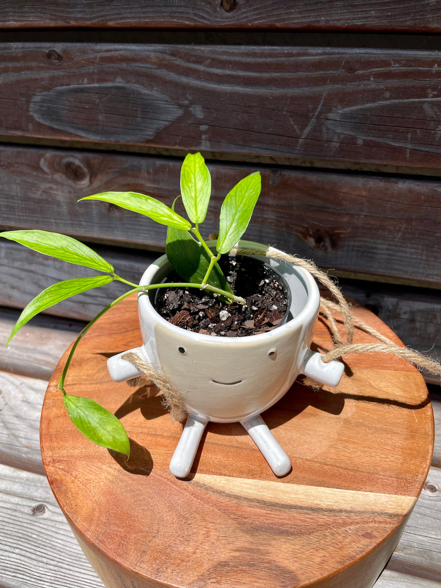 Hoya Polyneura aka Fishtail Hoya in hanging pot- ONLY AVAILABLE AT ORA ...
