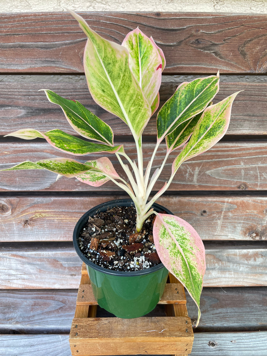 Aglaonema Pink Aurora in 6-inch pot – Scott’s Exotic Plants