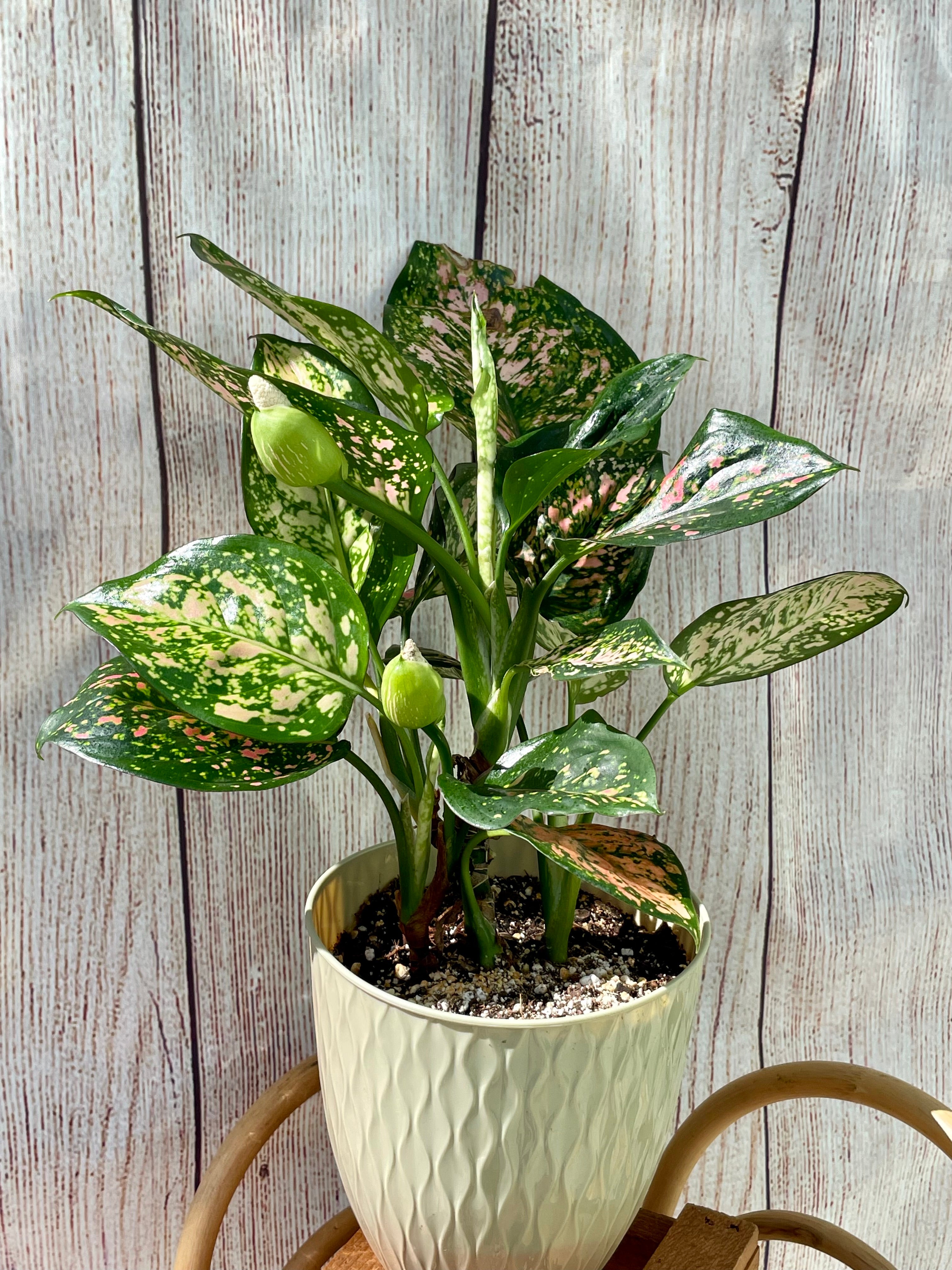Aglaonema Red Valentine – Scott’s Exotic Plants