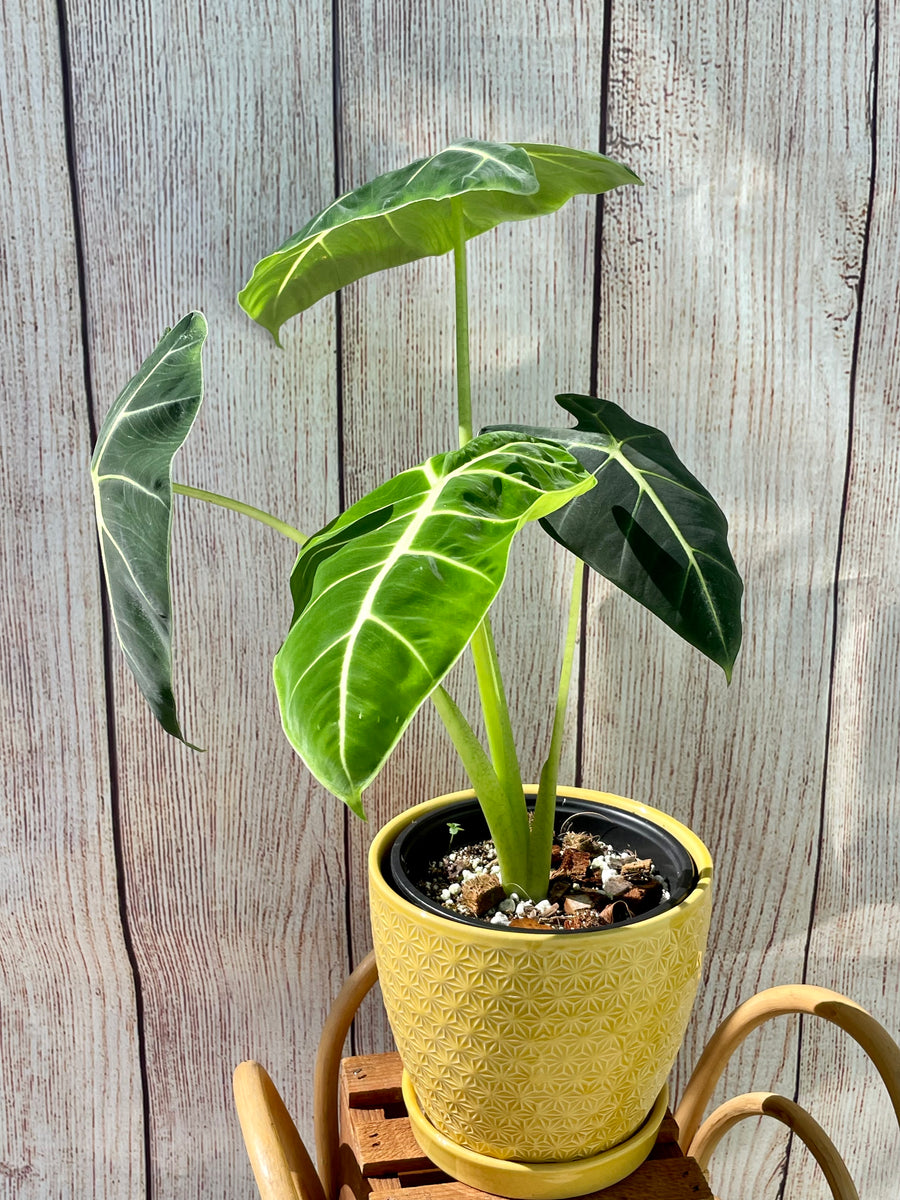 Alocasia Frydek in Ceramic Planter – Scott’s Exotic Plants