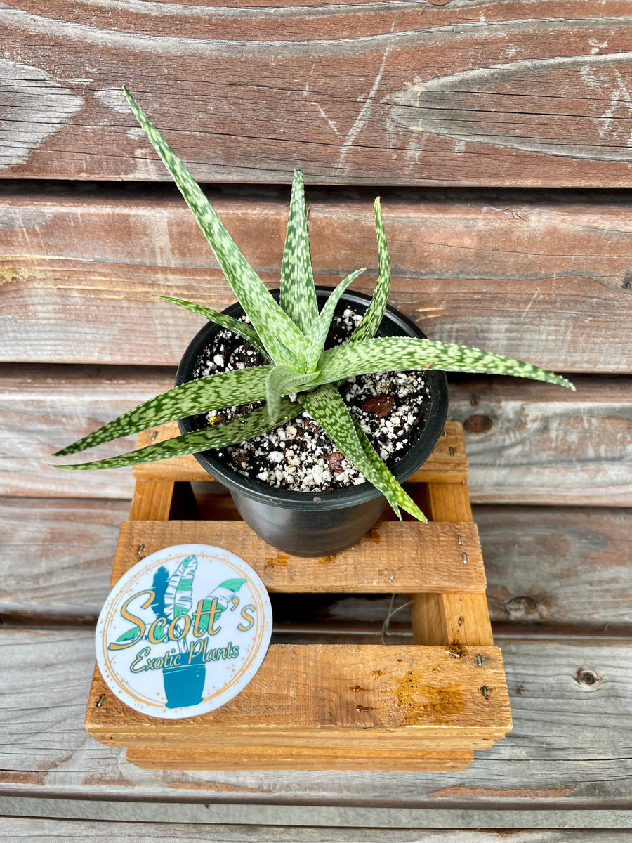 Aloe amazonica succulent in 4-inch pot – Scott’s Exotic Plants
