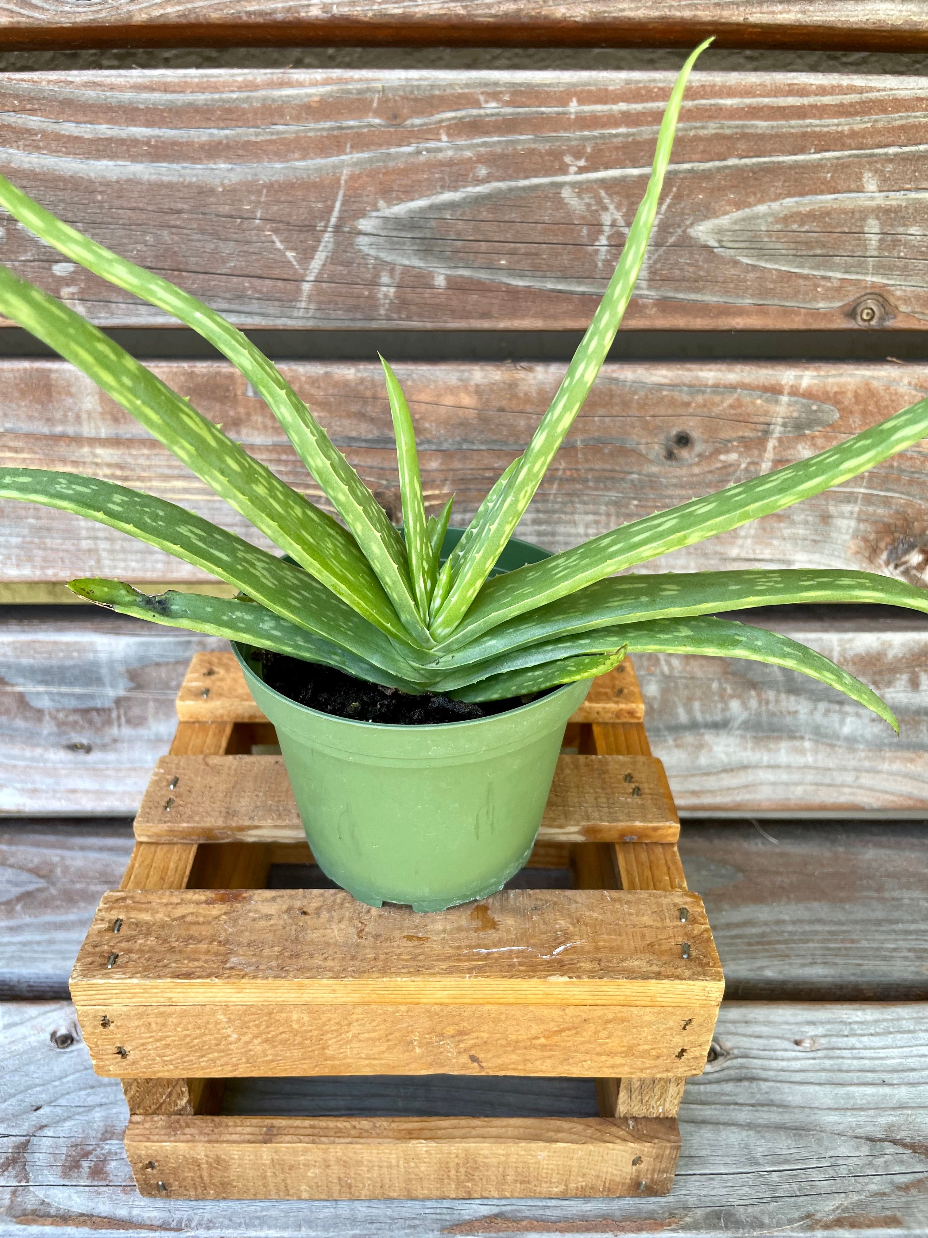 Aloe vera in 4-inch pot – Scott’s Exotic Plants