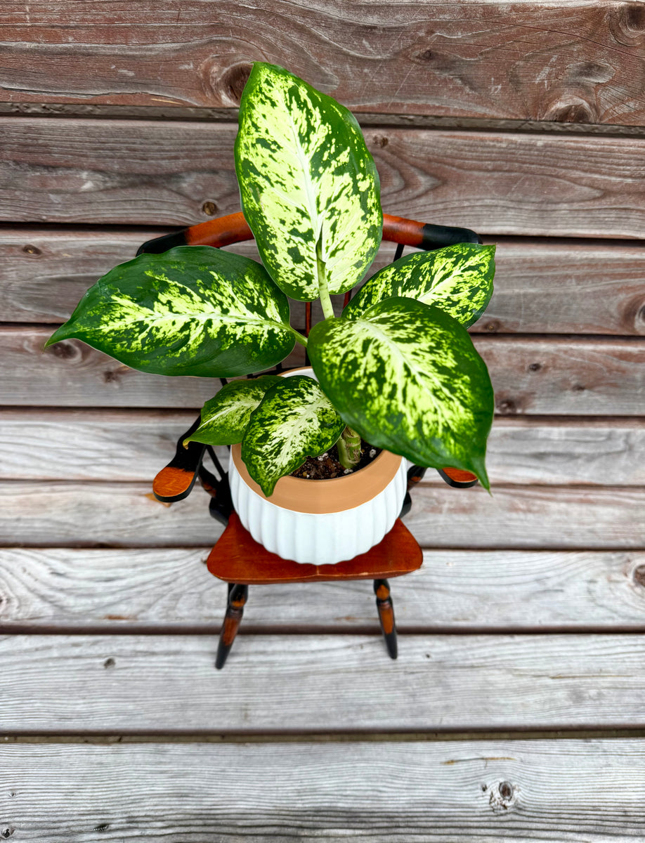 Dieffenbachia Amy- ONLY AVAILABLE INSIDE ORANGE BLOSSOM COFFEE – Scott ...