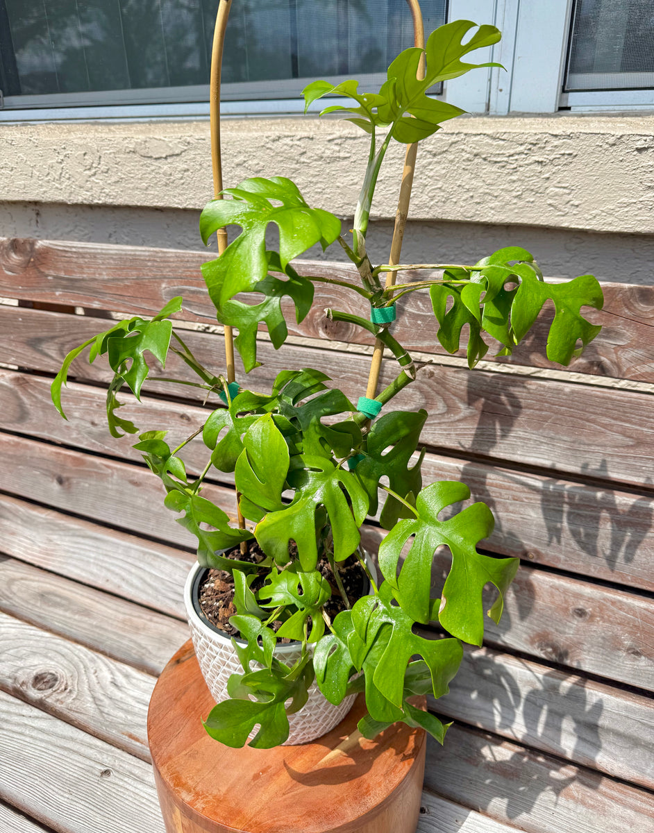 Monstera Ginny aka Rhaphidophora Tetrasperma - ONLY AVAILABLE AT BANYA ...