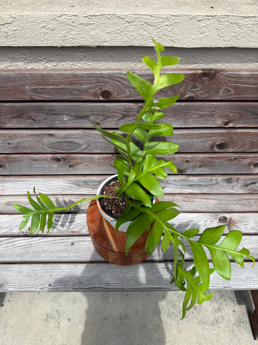 Selenicereus chrysocardium aka "Sharktooth Cactus" - AVAILABLE ONLY at ...