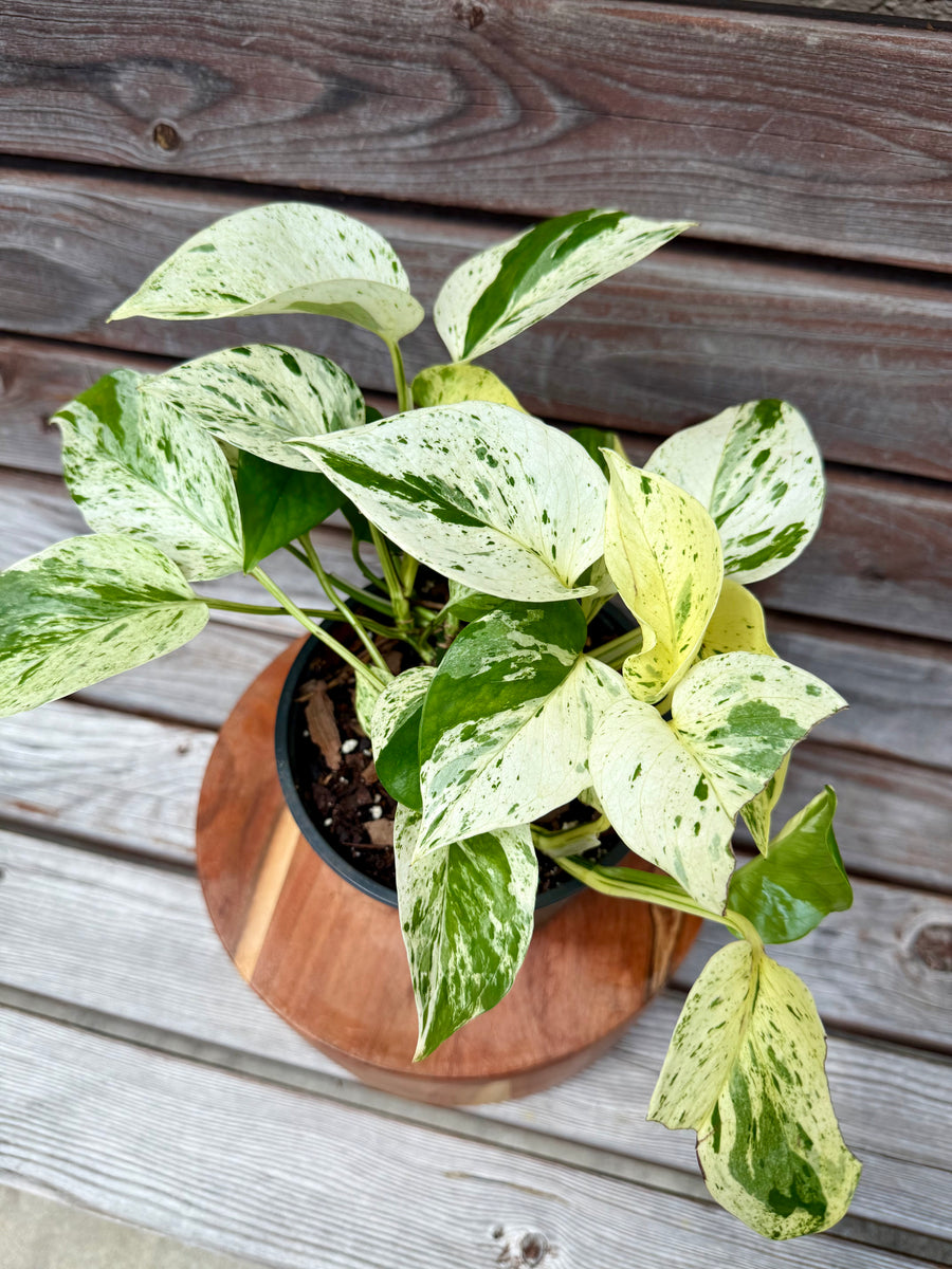 Snow Queen Pothos- ONLY AVAILABLE AT ORANGE BLOSSOM COFFEE – Scott’s ...