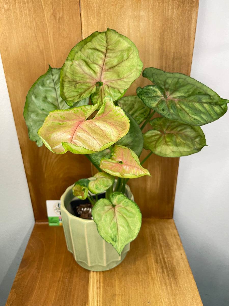 Syngonium Mango Allusion in ceramic pot- ONLY AVAILABLE AT ORANGE BLOS ...
