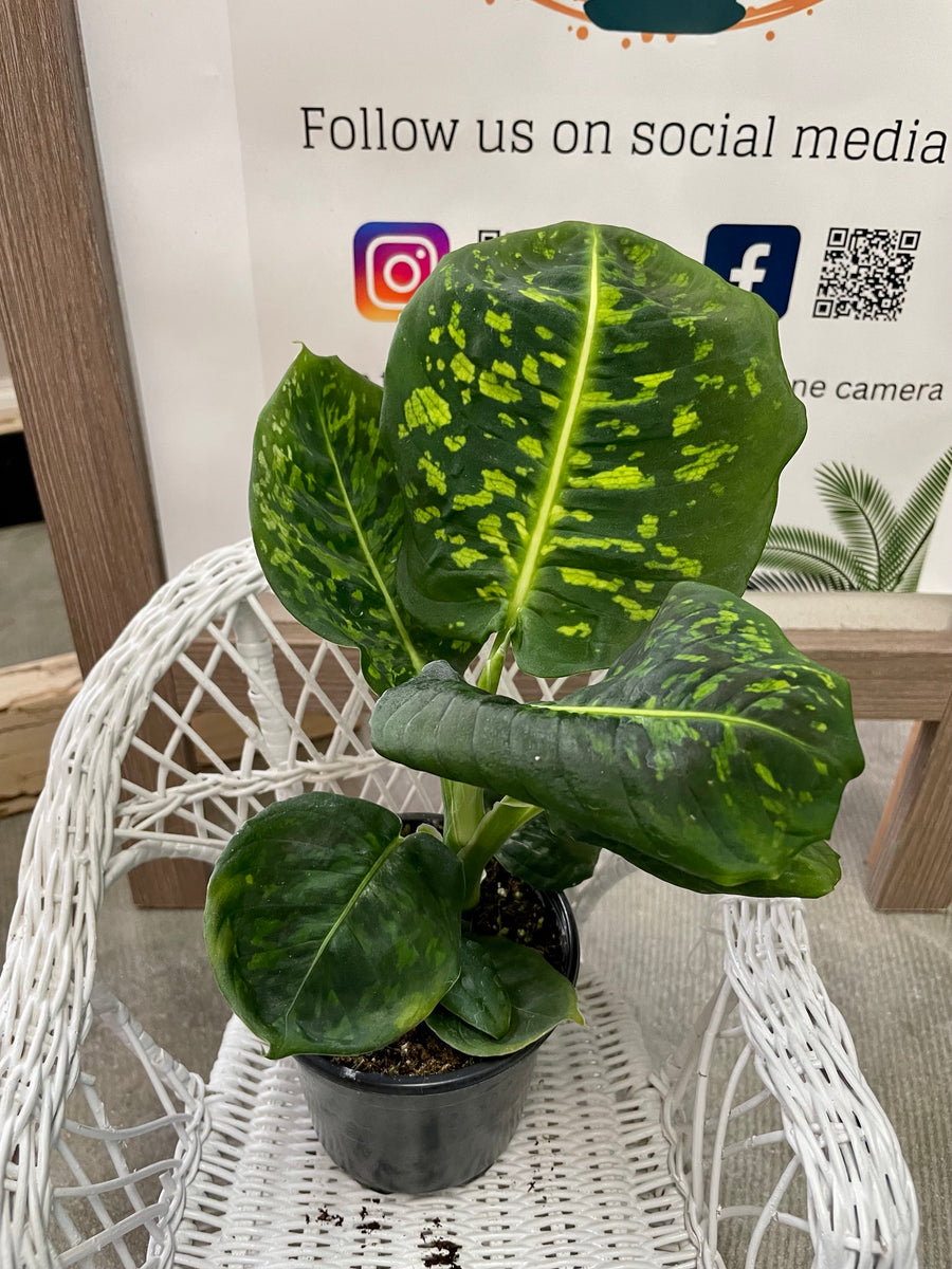 Dieffenbachia Reflector in 4-inch pot – Scott’s Exotic Plants