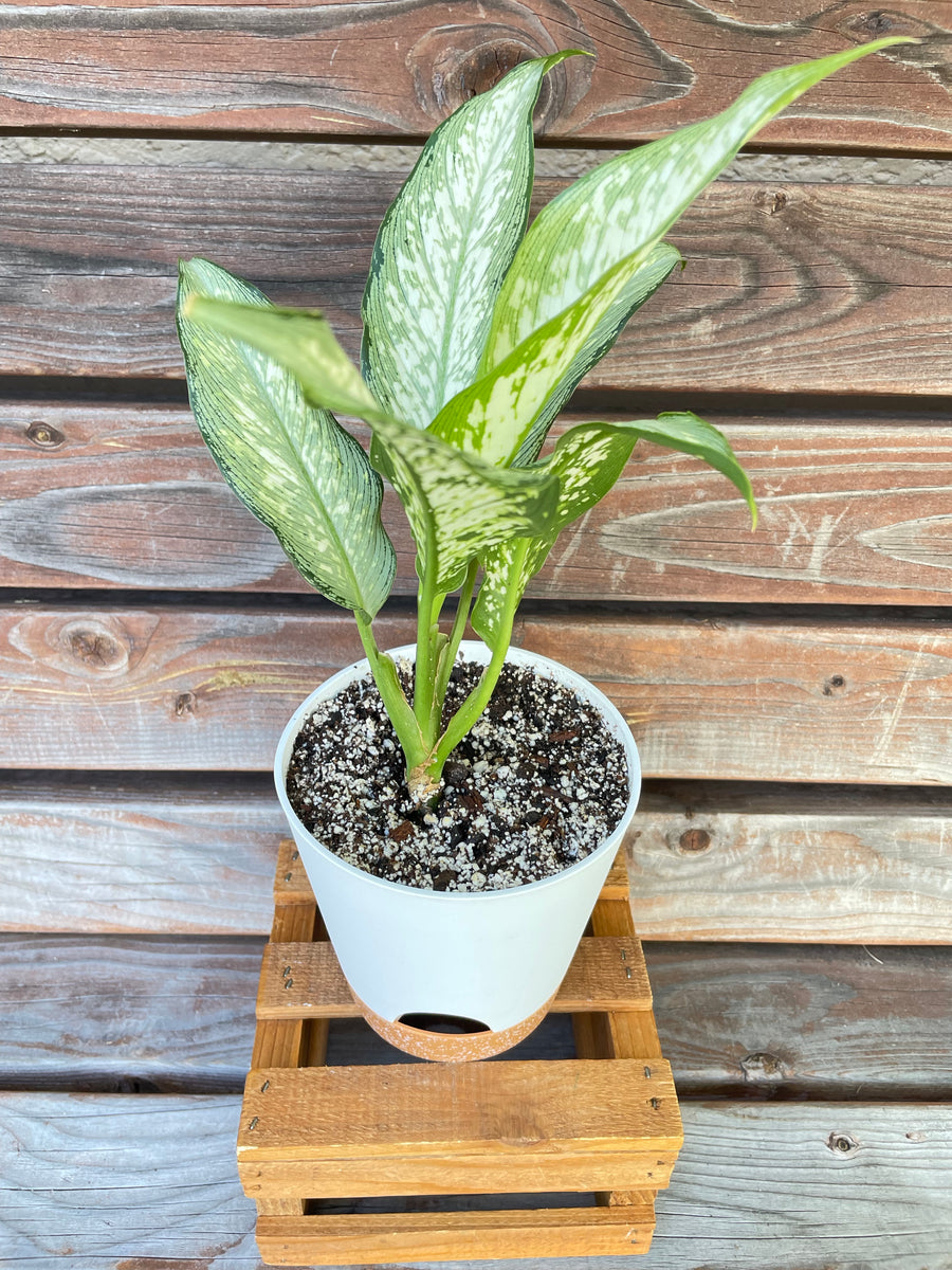 Dieffenbachia Tiki – Scott’s Exotic Plants