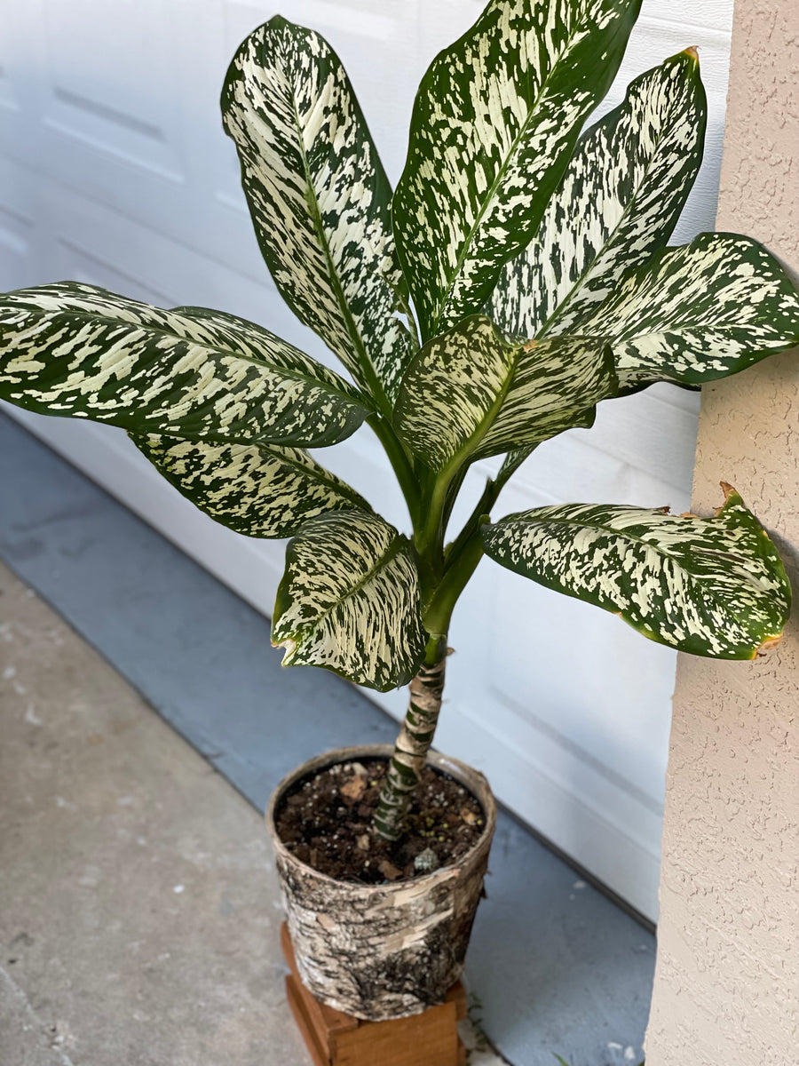 Dieffenbachia White Etna in 8-inch bark planter – Scott’s Exotic Plants