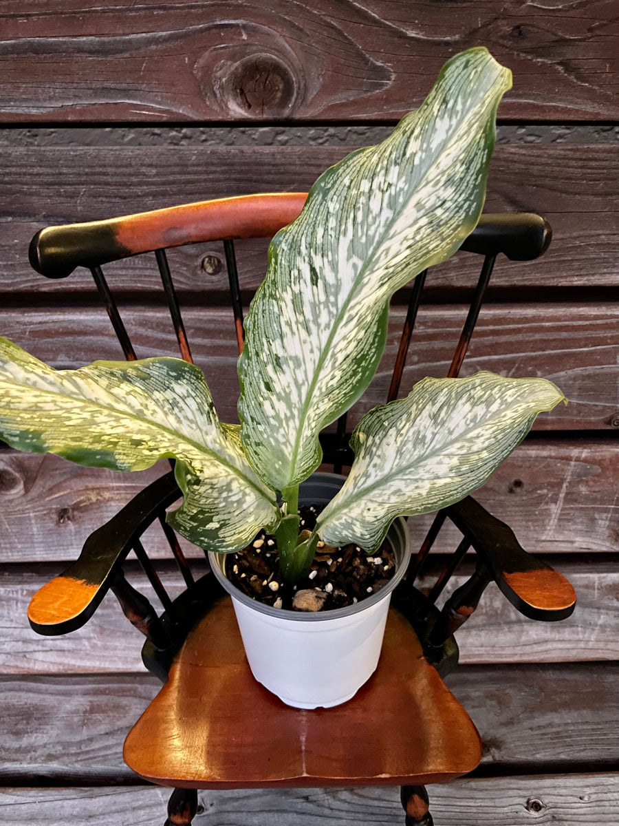 Dieffenbachia Tiki in 4-inch pot- ONLY AVAILABLE INSIDE ORANGE BLOSSOM ...