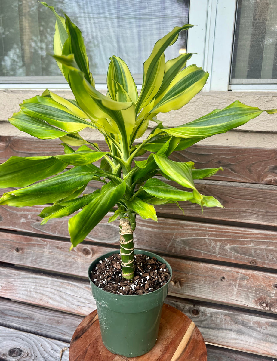 Dracaena 'Sol'- ONLY AVAILABLE AT MUDSLIDE COFFEE – Scott’s Exotic Plants