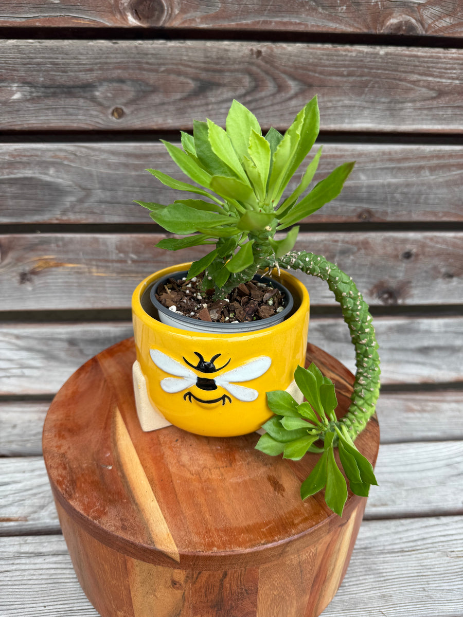 Monadenium Ritchiei aka Euphorbia Reitchiei in Ceramic Pot- ONLY AVAIL ...