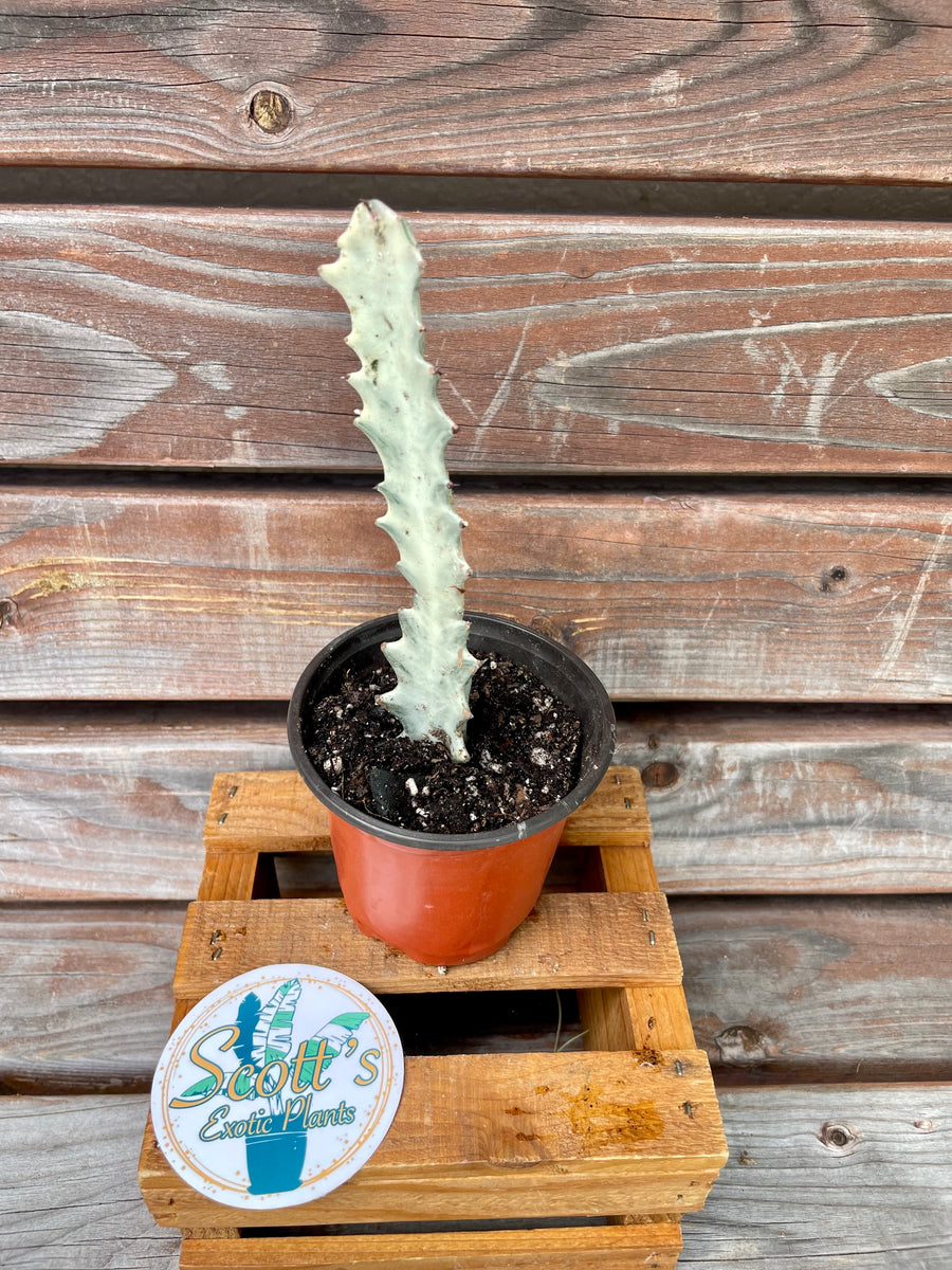 Ghost cactus also known as euphorbia lactea – Scott’s Exotic Plants