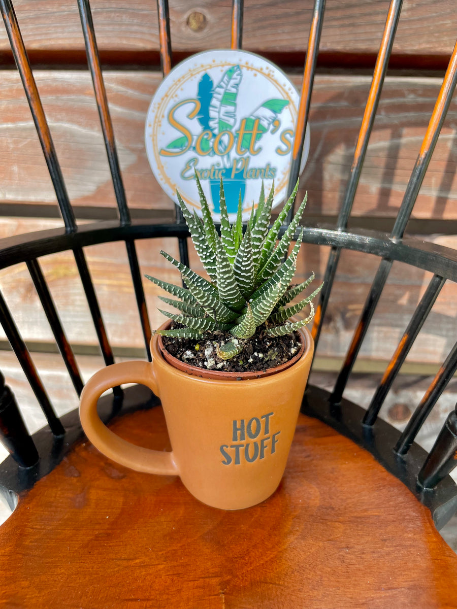 Haworthia Zebra in "Hot stuff" cup- ONLY AVAILABLE AT MUDSLIDE COFFEE ...