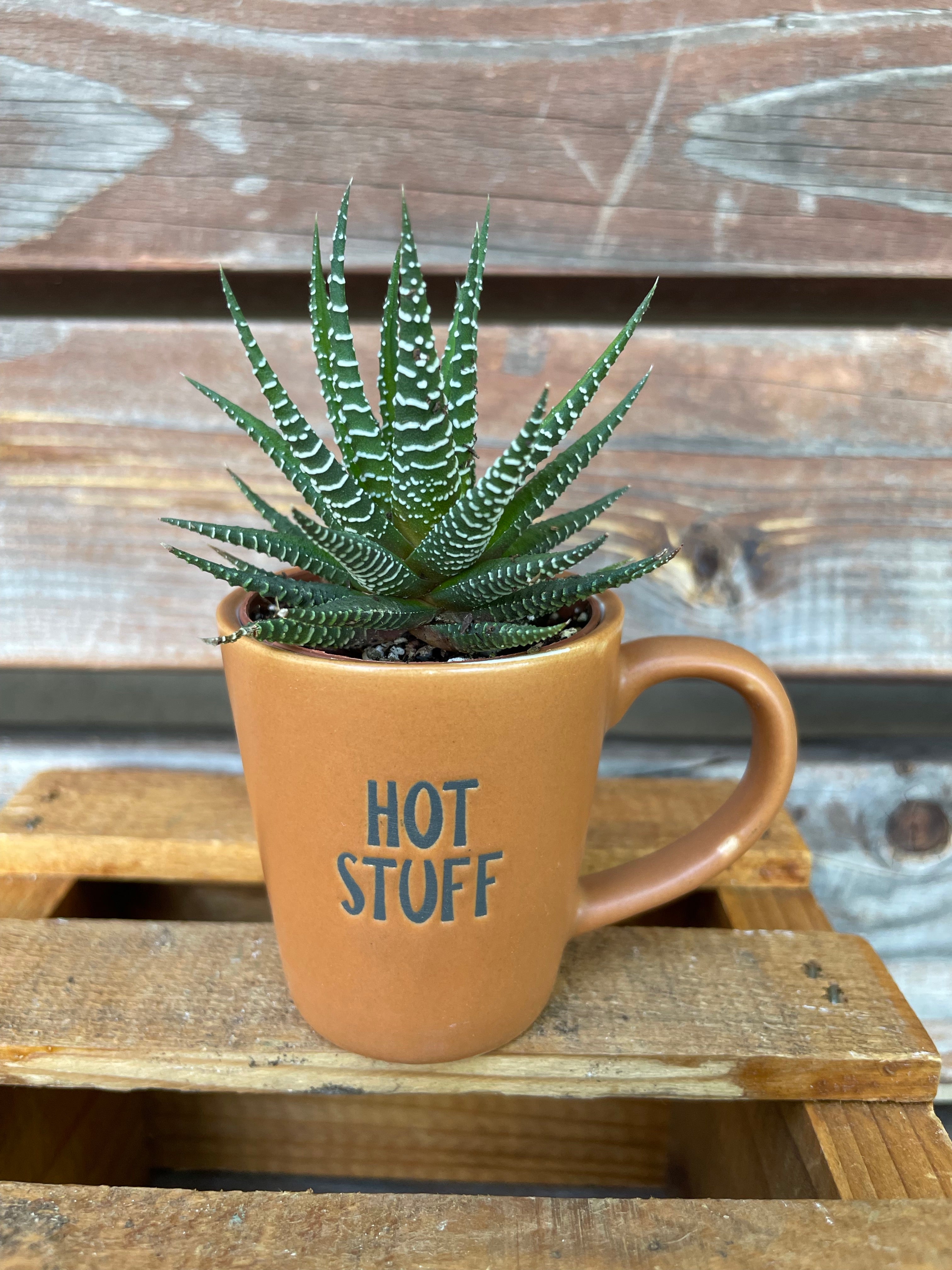 Haworthia Zebra in "hot stuff" cup – Scott’s Exotic Plants