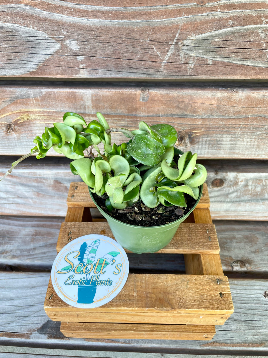 Hoya Carnosa Compacta aka Hindu Rope – Scott’s Exotic Plants