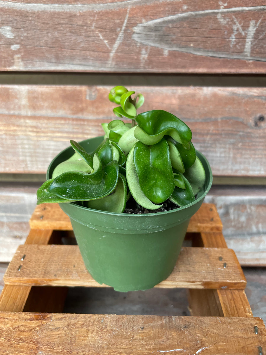 Hoya carnosa compacta aka Hindu Rope – Scott’s Exotic Plants