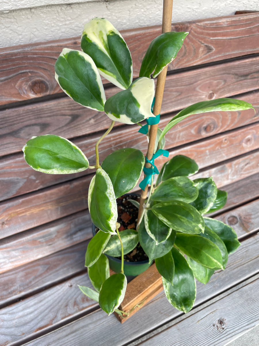 Hoya Incrassata 'Eclipse' in 6-inch – Scott’s Exotic Plants