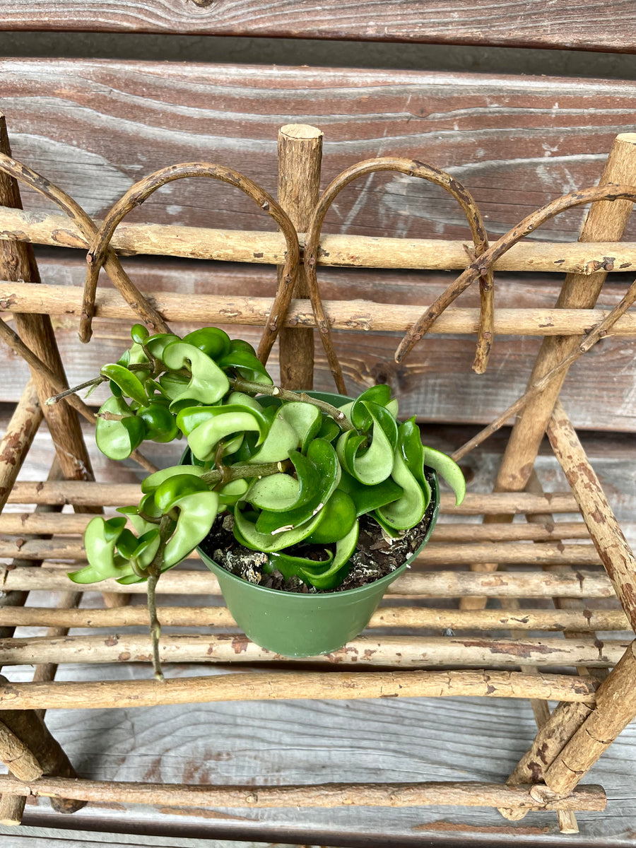 Hoya Carnosa Compacta aka Hindu Rope ONLY AVAILABLE INSIDE MUDSLIDE CO ...