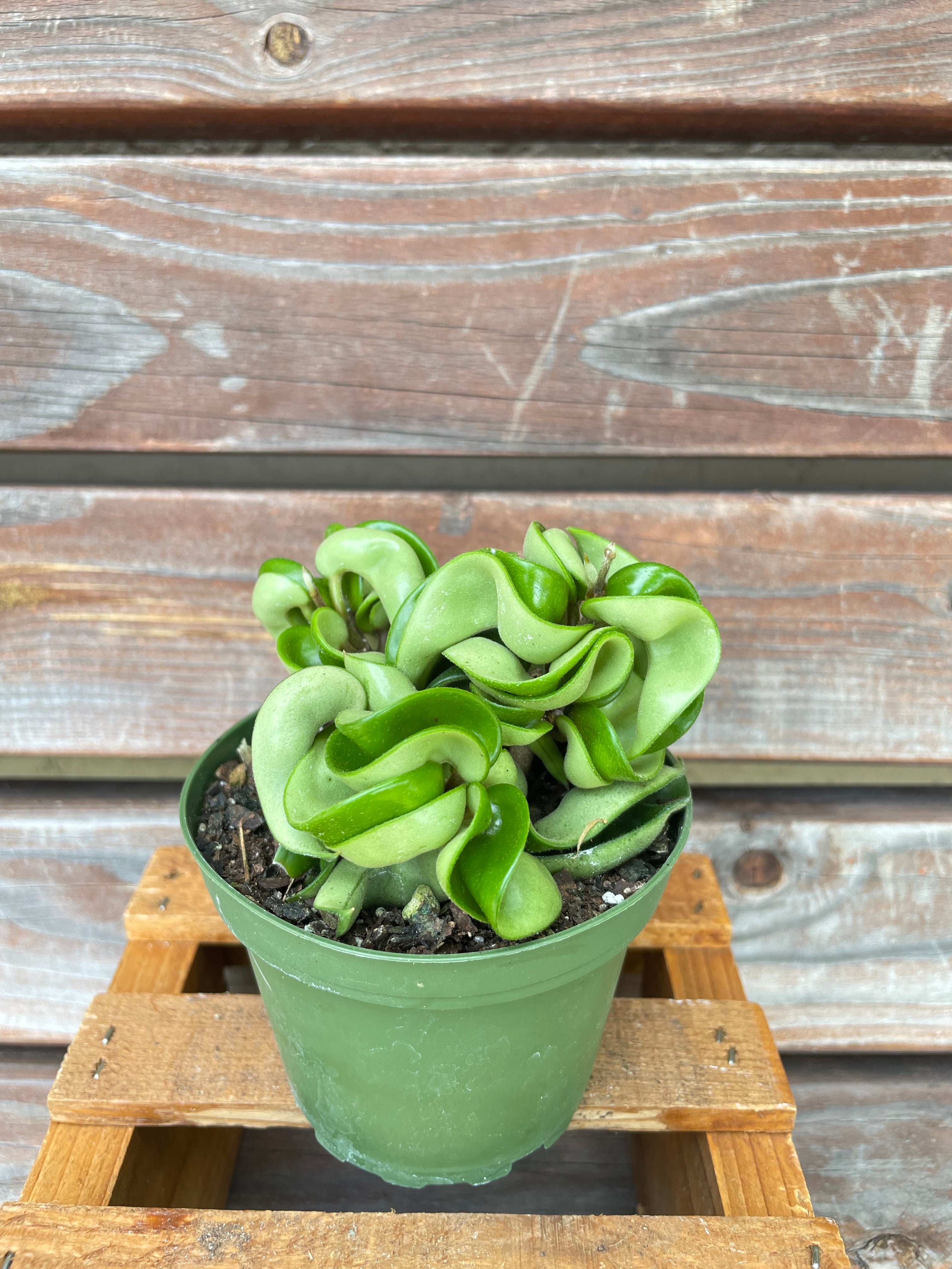 Hoya Carnosa Compacta aka Hindu Rope – Scott’s Exotic Plants