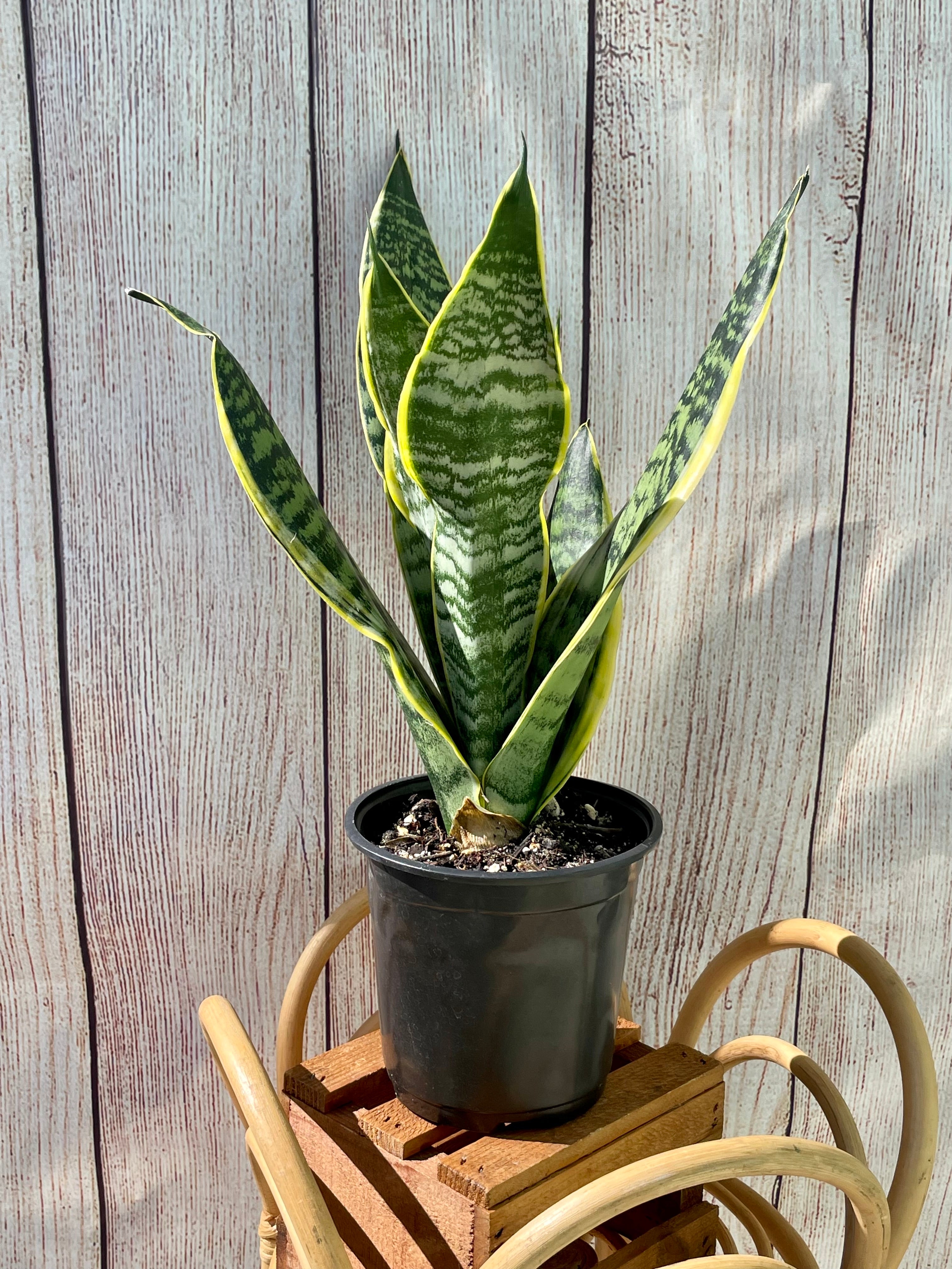 Sansevieria Superba in 6-inch planter – Scott’s Exotic Plants