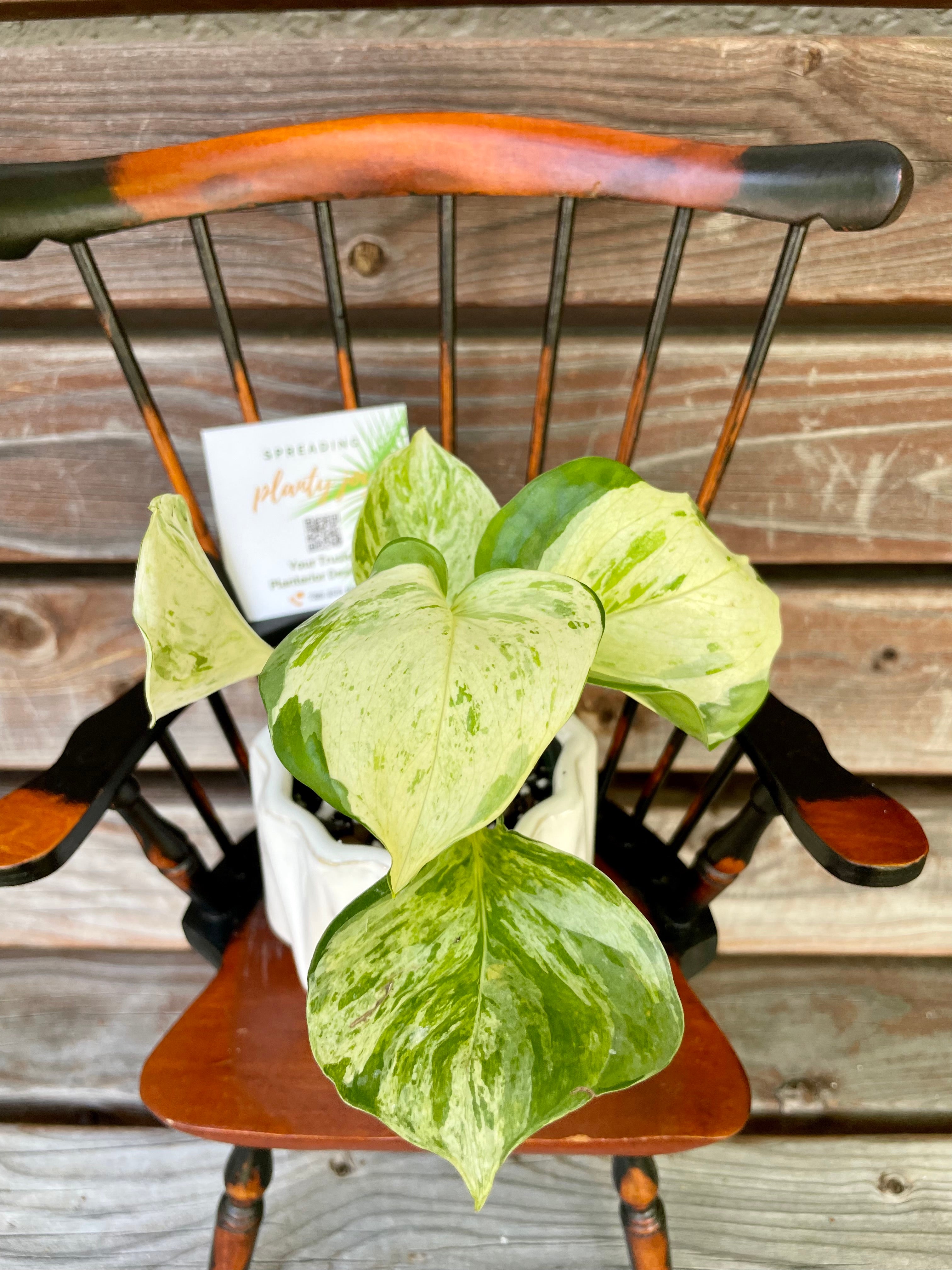Manjula Pothos aka Pothos Epipremnum aureum 'Manjula' ONLY AVAILABLE I ...