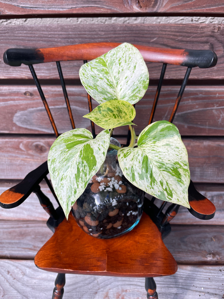 Marble Queen/ Snow Queen Pothos cutting in Jar- ONLY AVAILABLE AT BANY ...