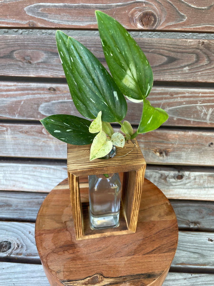 Monstera Standleyana Albo Variegata & Pothos N'Joy in Prop Stand- ONLY ...