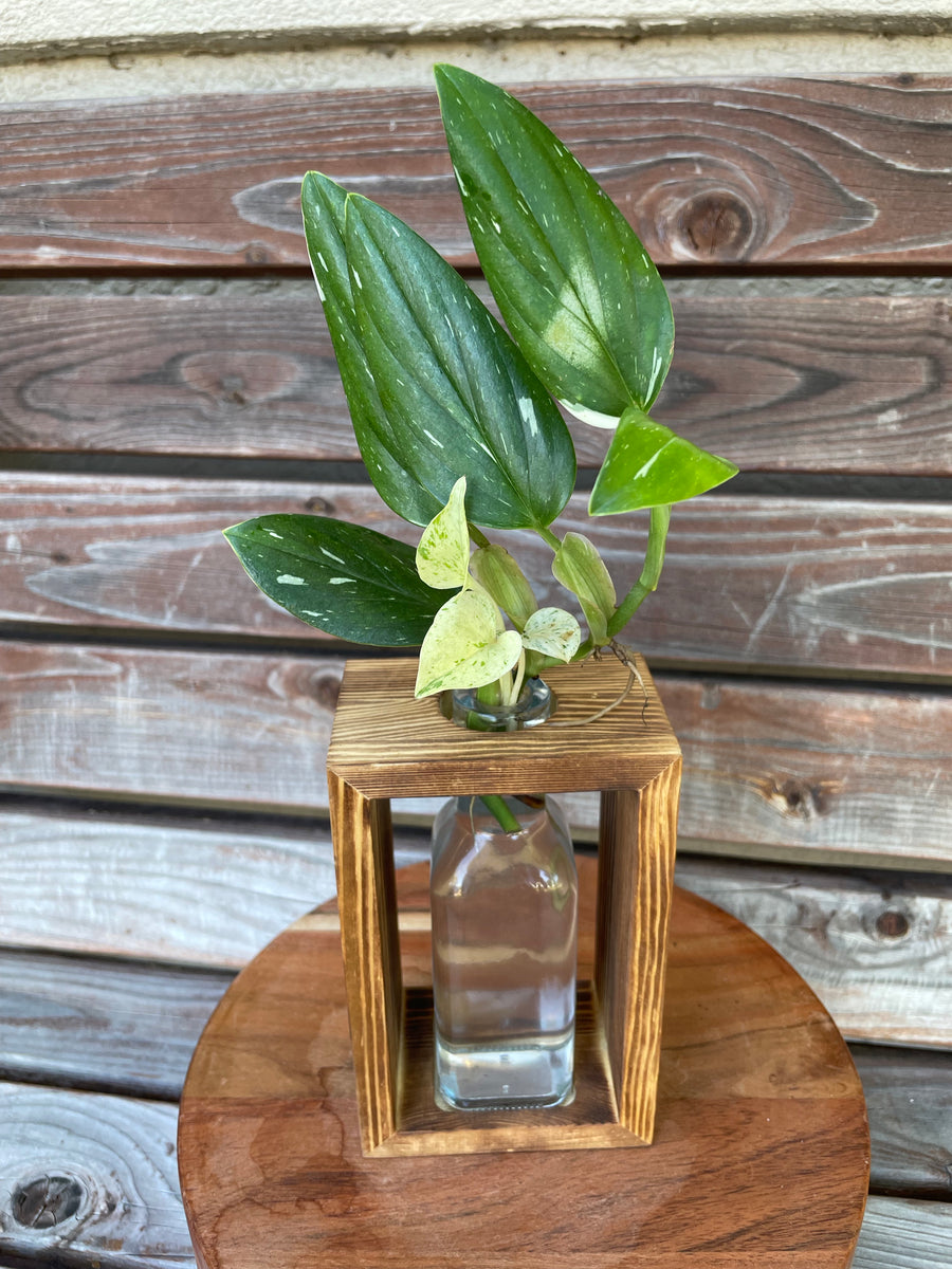 Monstera Standleyana Albo Variegata & Pothos N'Joy in Prop Stand- ONLY ...