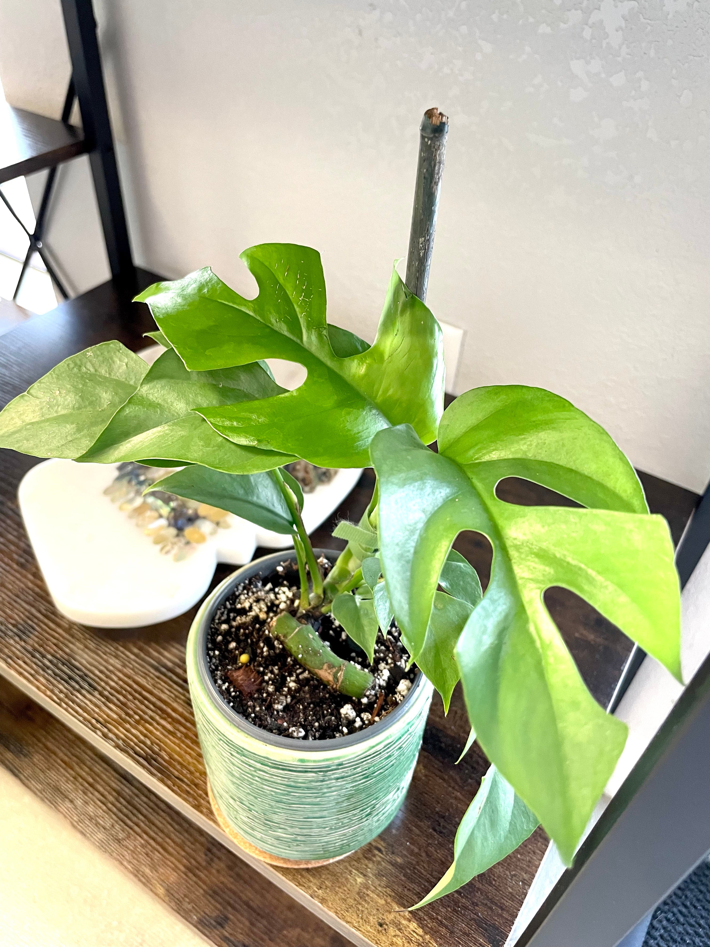 Monstera ginny in green ceramic pot – Scott’s Exotic Plants