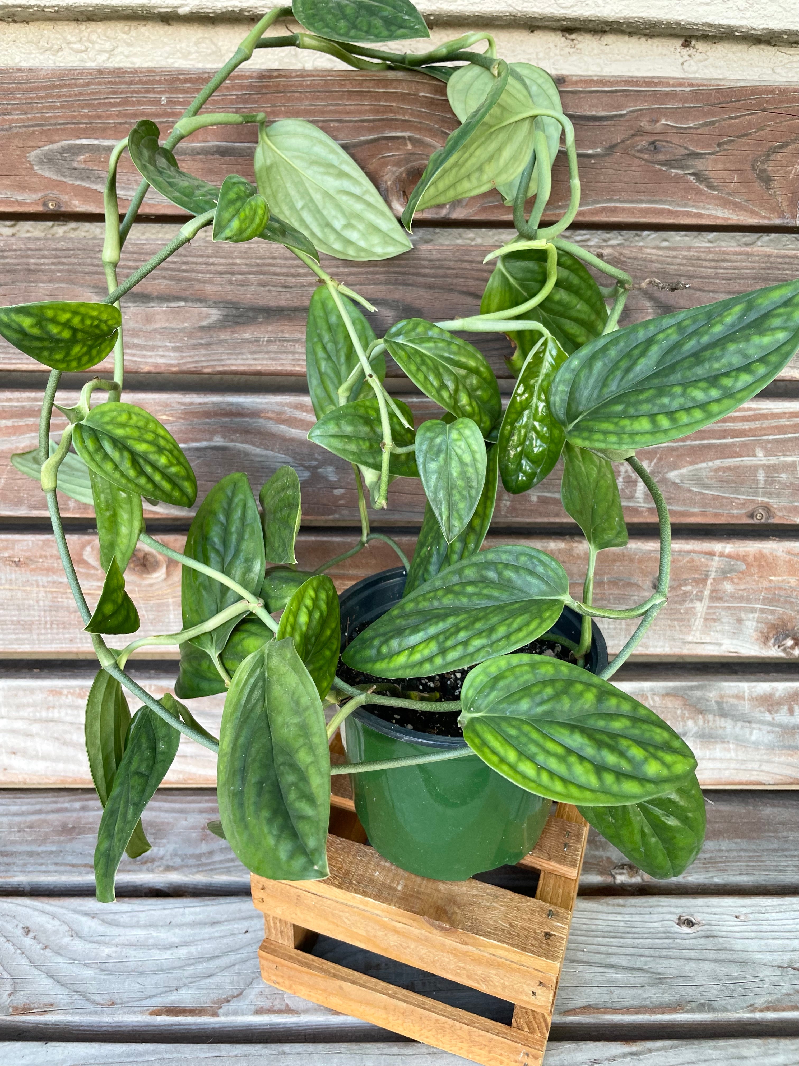 Monstera Peru in 6-inch pot – Scott’s Exotic Plants