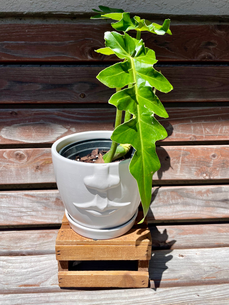 Philodendron Bob Cee in Planter- AVAILABLE ONLY at MUDSLIDE COFFEE ...