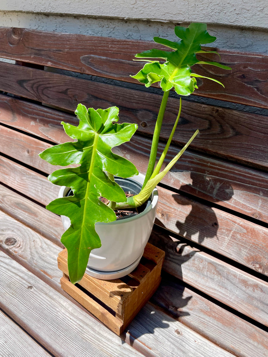 Philodendron Bob Cee in Planter- AVAILABLE ONLY at MUDSLIDE COFFEE ...