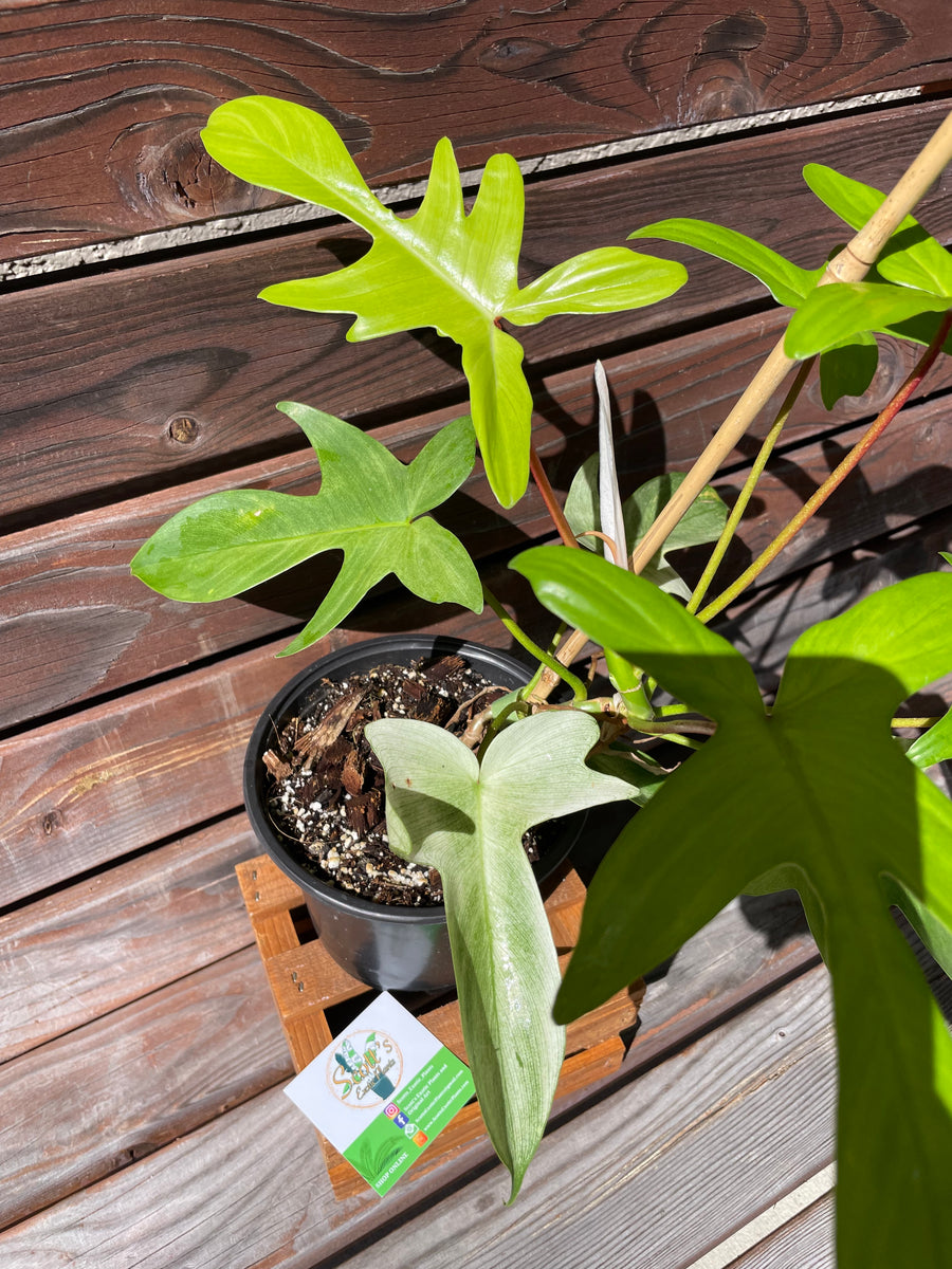 Philodendron Florida Ghost in 6-inch pot AVAILABLE ONLY at ORANGE BLOS ...