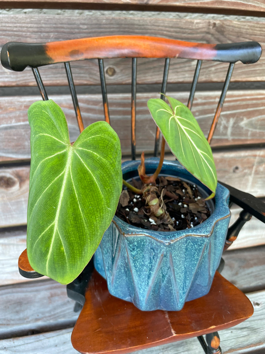Philodendron Gloriosum in ceramic pot- ONLY AVAILABLE AT ORANGE BLOSSO ...