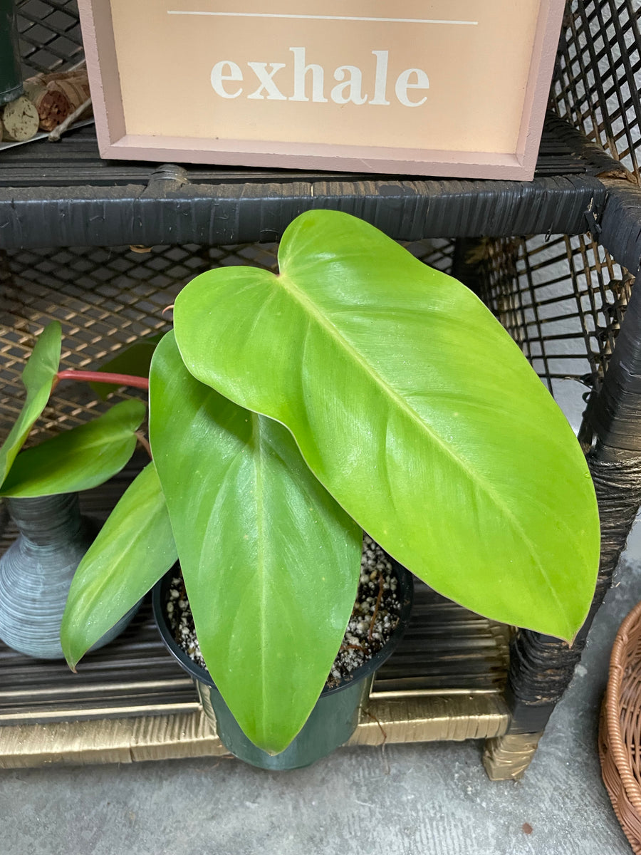 Philodendron Red Emerald in 6-inch pot – Scott’s Exotic Plants