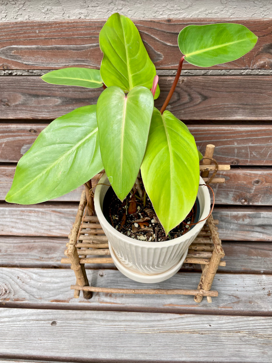Philodendron Red Emerald in ceramic pot- ONLY AVAILABLE at BANYAN COFF ...