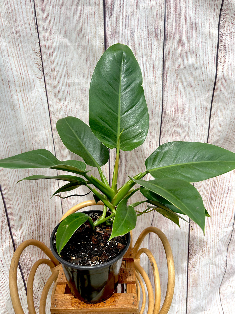Philodendron Sp. Hybrid in 6-inch pot – Scott’s Exotic Plants