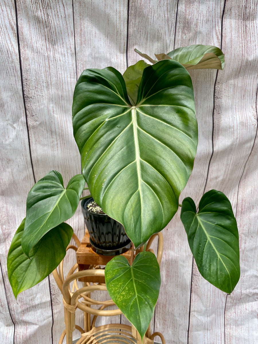Philodendron Summer Glory in emerald green ceramic pot – Scott’s Exotic ...