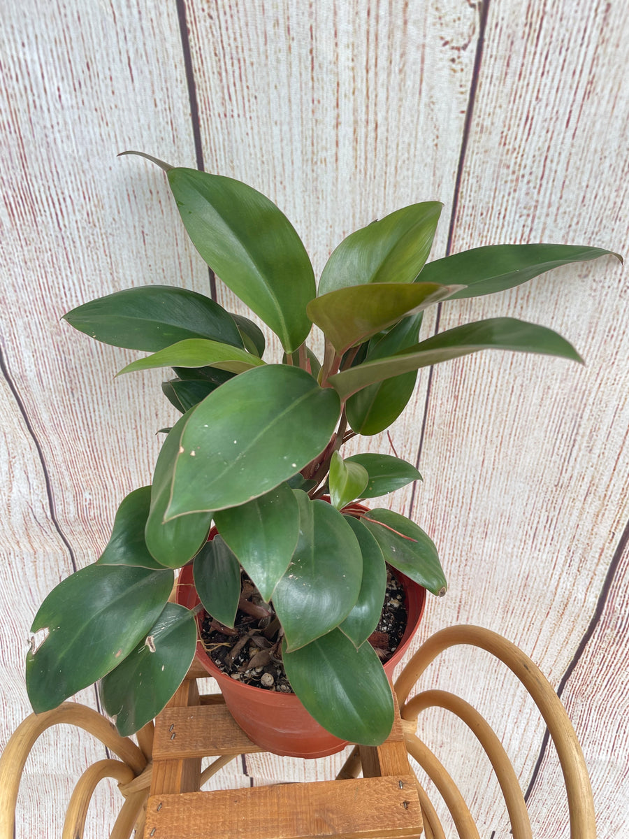 Philodendron Red Congo dwarf in 6-inch pot – Scott’s Exotic Plants