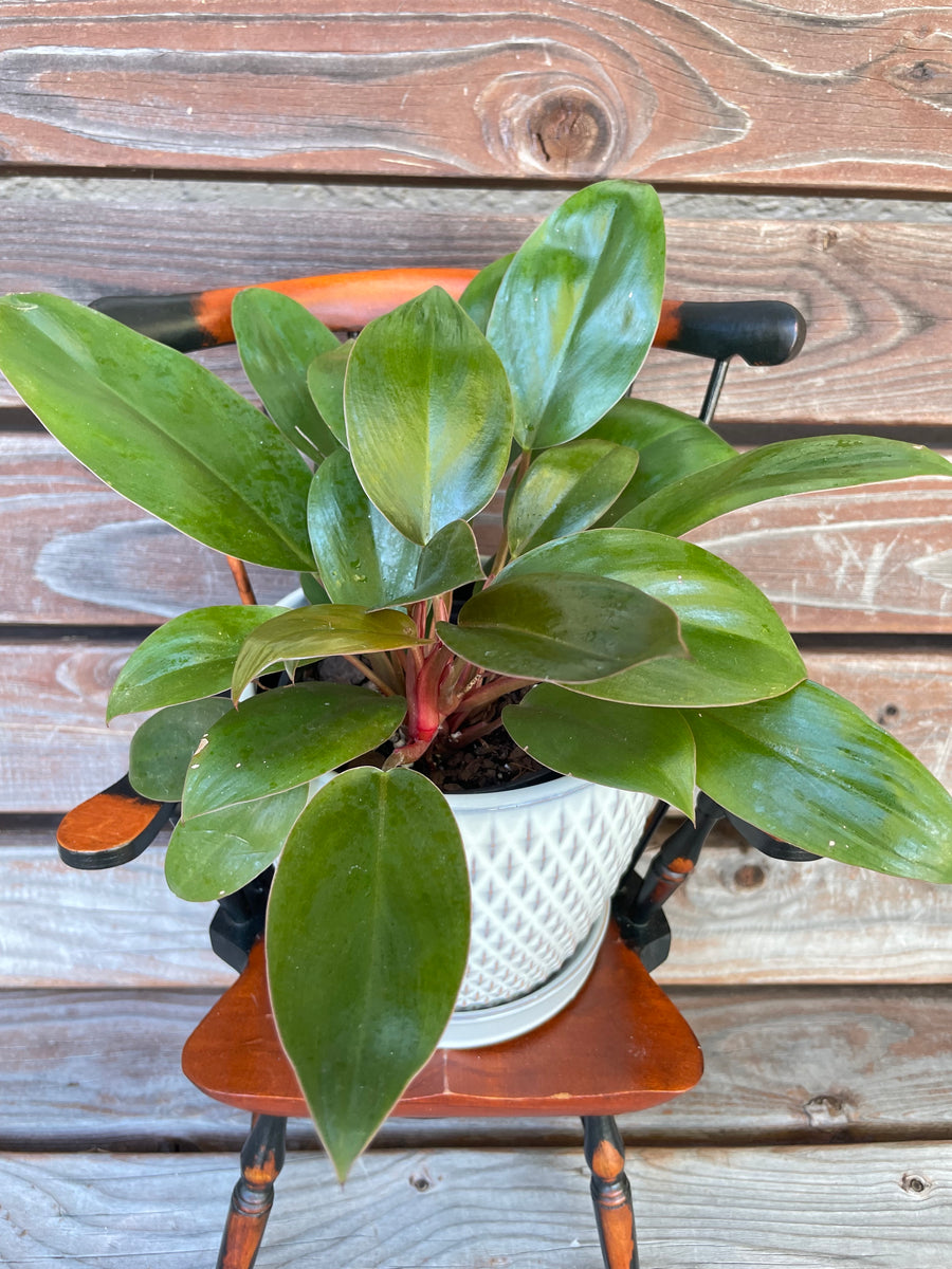 Philodendron Red Congo dwarf in ceramic pot ONLY AVAILABLE INSIDE MUDS ...