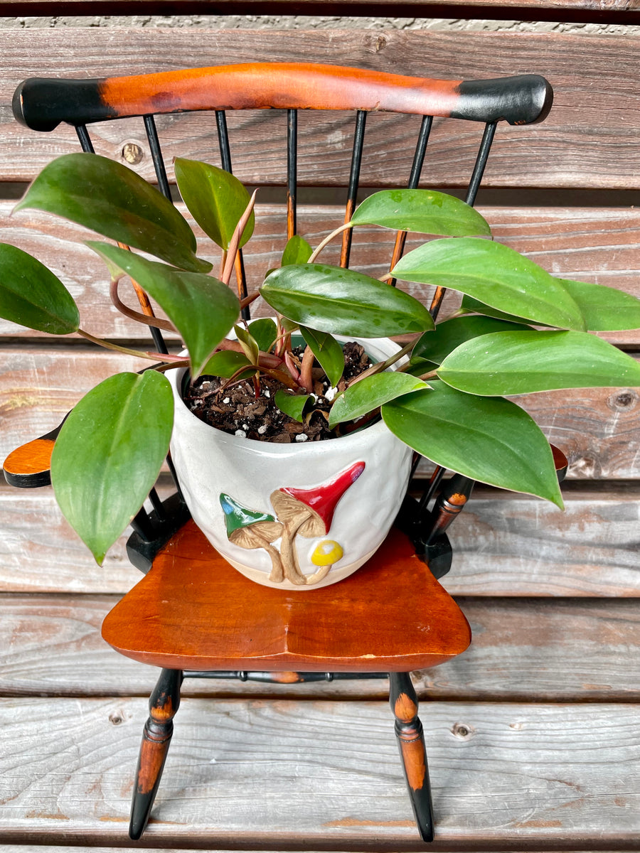 Philodendron Red Congo dwarf in mushroom themed pot ONLY AVAILABLE INS ...