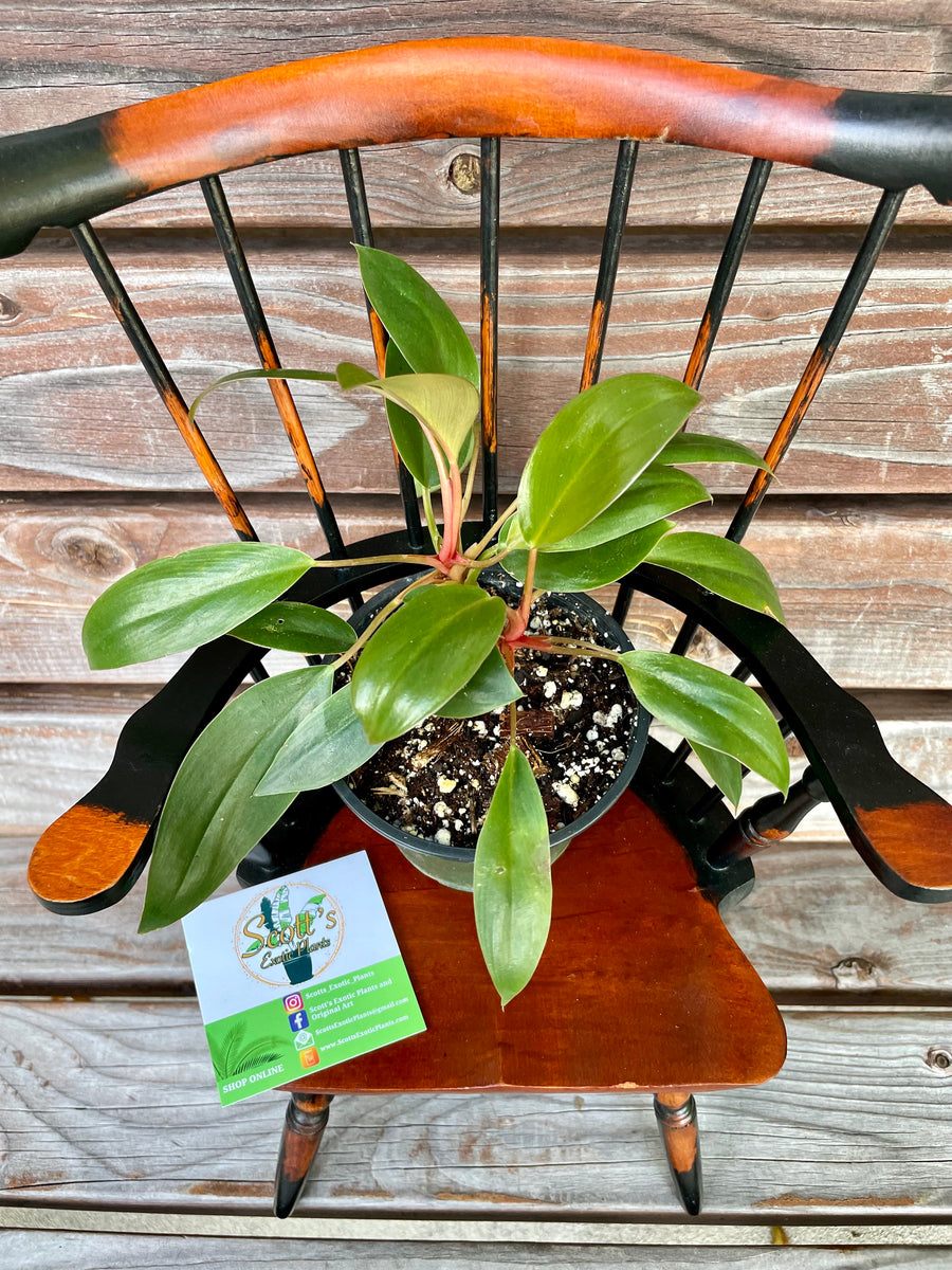 Philodendron Red Congo dwarf in 4-inch pot ONLY AVAILABLE INSIDE ORANG ...