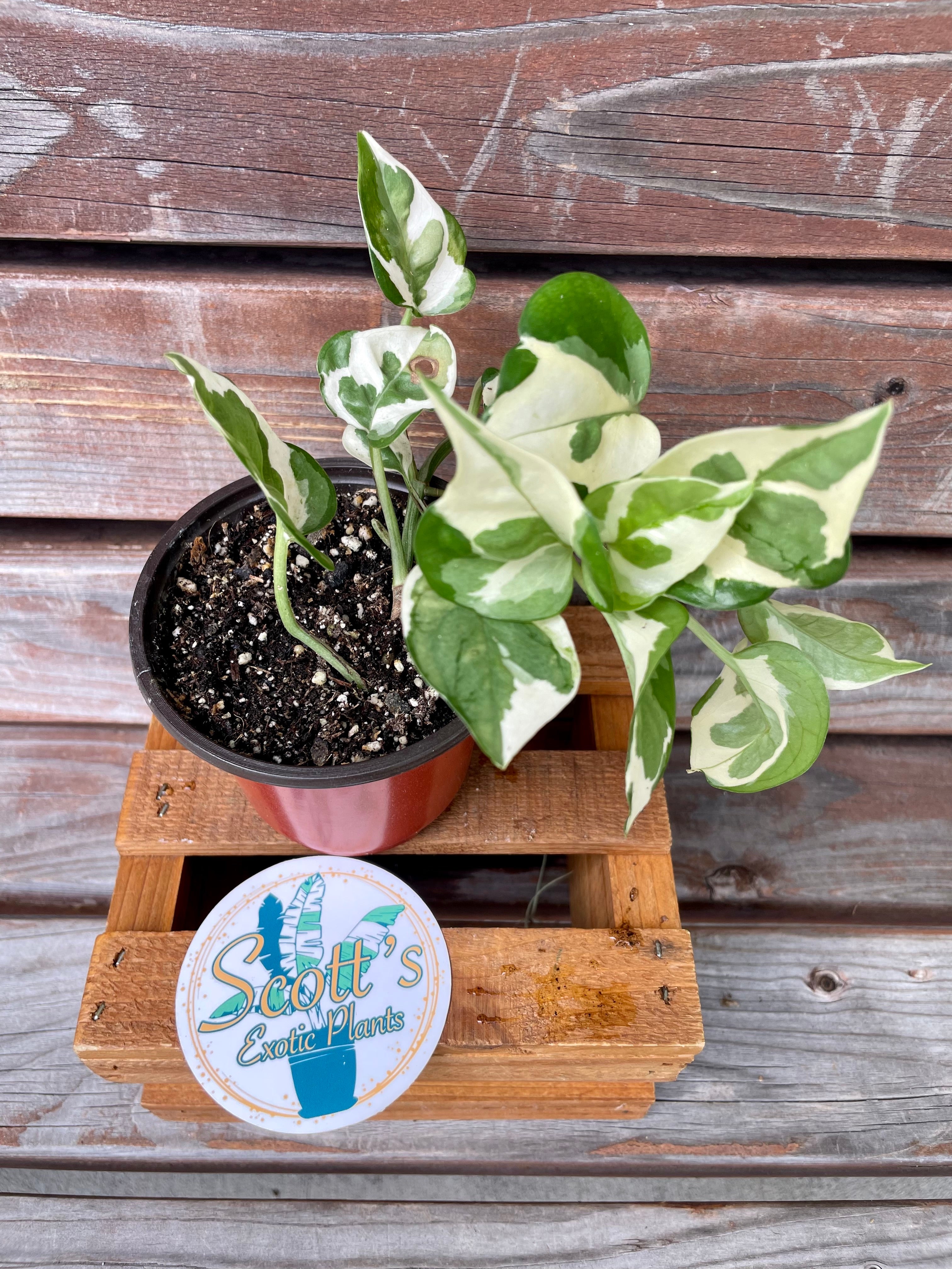Pothos N'Joy – Scott’s Exotic Plants