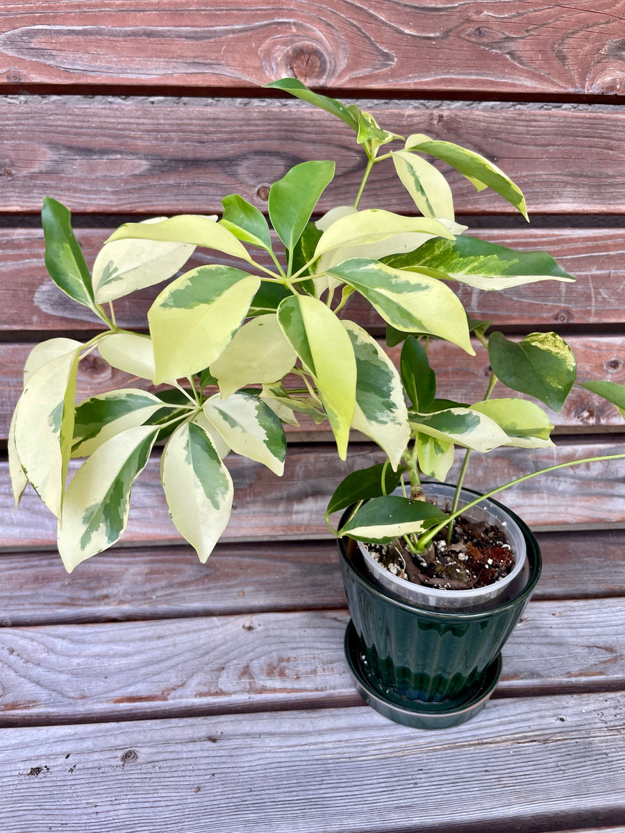 Schefflera Arbicola Variegated aka Dwarf umbrella tree – Scott’s Exotic ...